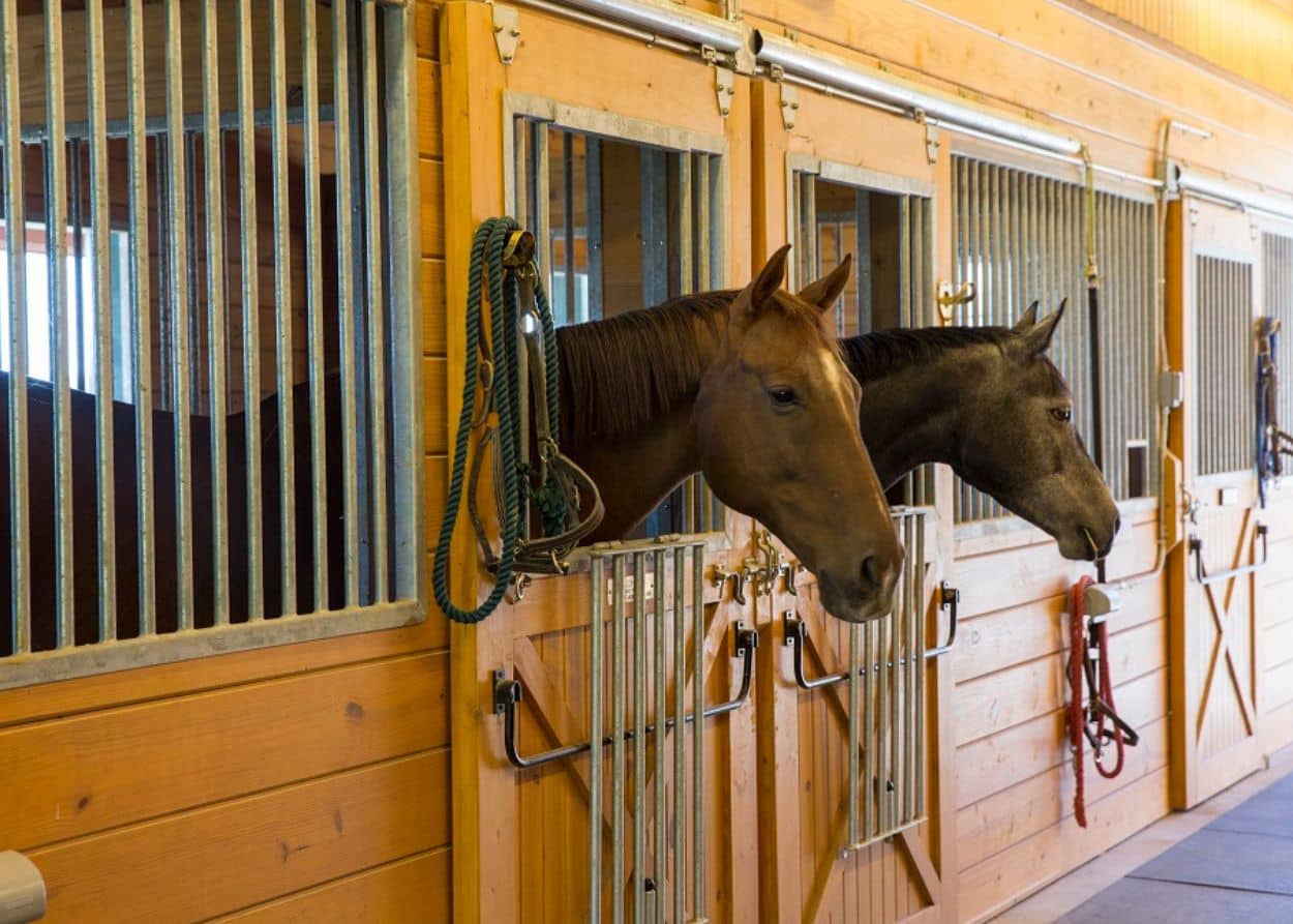 Essential Tips for Horse Stall Maintenance: Simple Steps for a Healthy ...